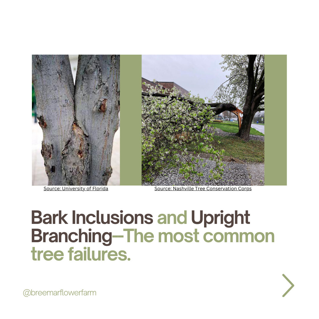 Master Gardener Training Series: Tree Pruning — BREEMAR FLOWER FARM ...