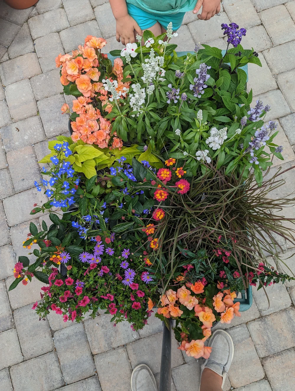 A Gardener’s Guide to Hanover, VA Plant Nurseries — BREEMAR FLOWER FARM ...