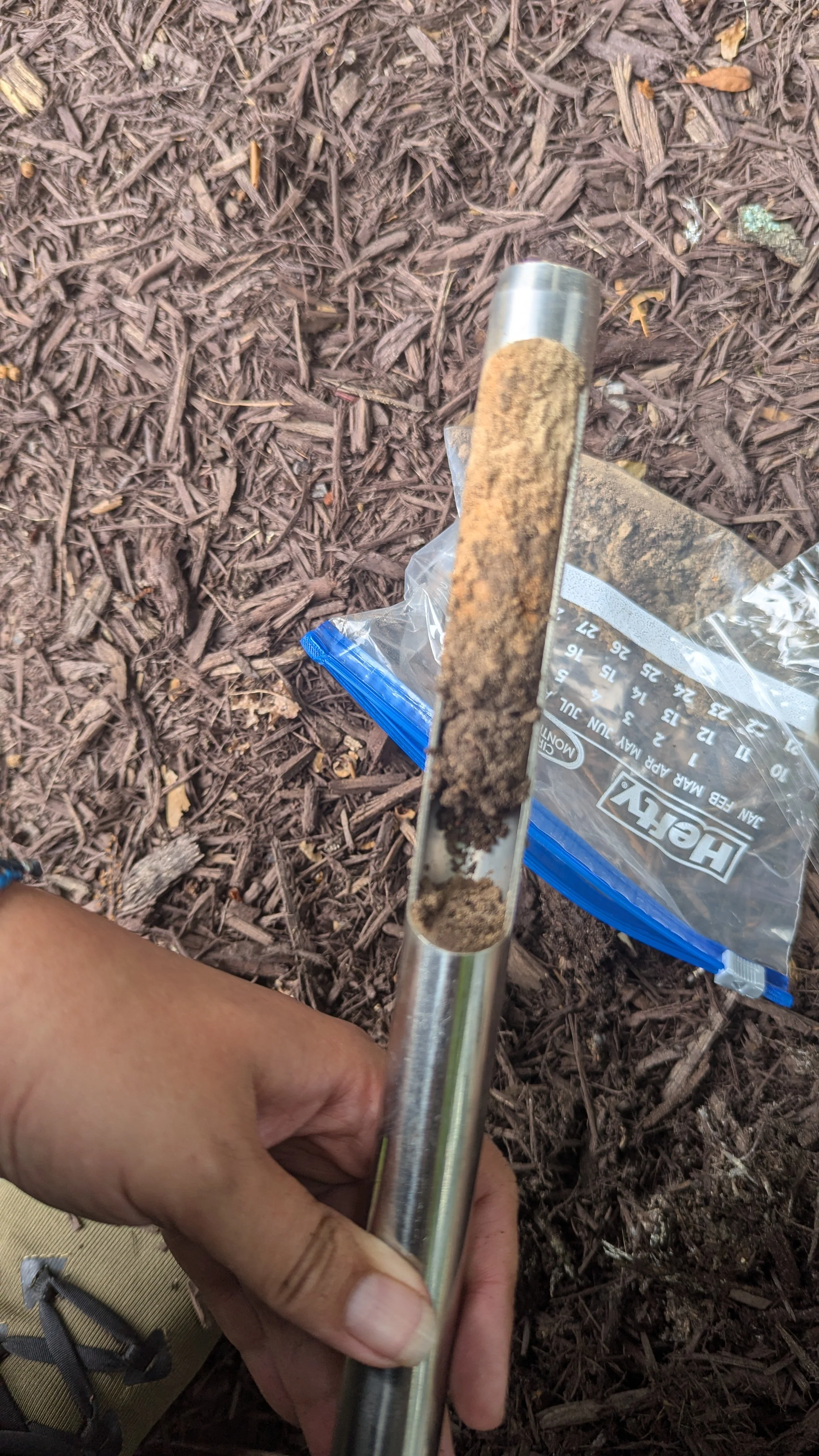 Planting Native Azaleas Successfully in Clay Soil — BREEMAR FLOWER FARM ...