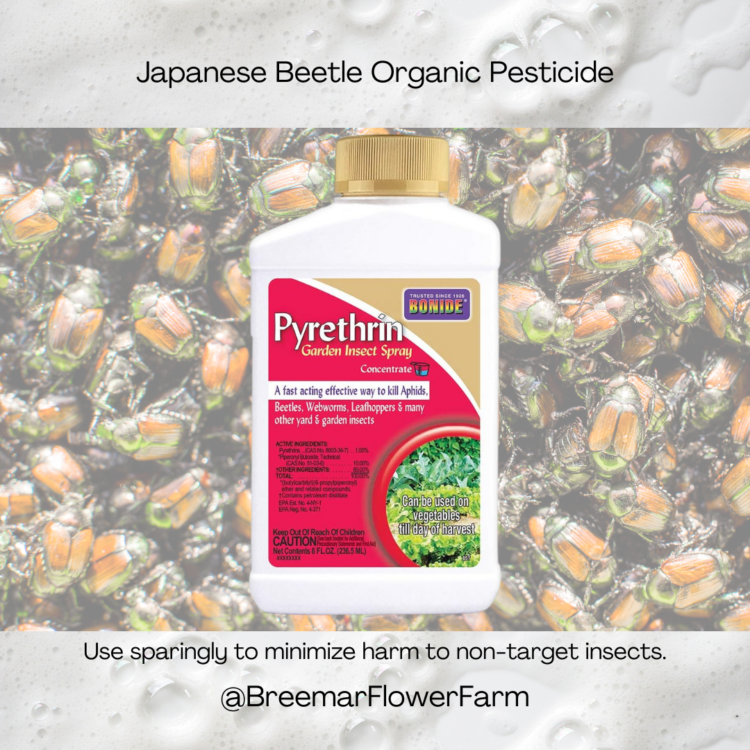 Spray To Kill Japanese Beetles Japanese Beetles Control Made Easy