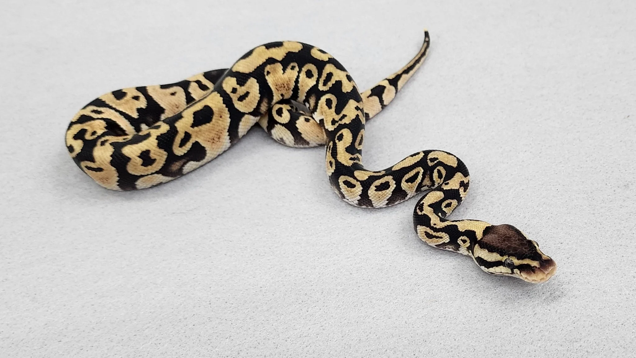 Pastel Male Hatchling — Thumb Balls Ball Pythons