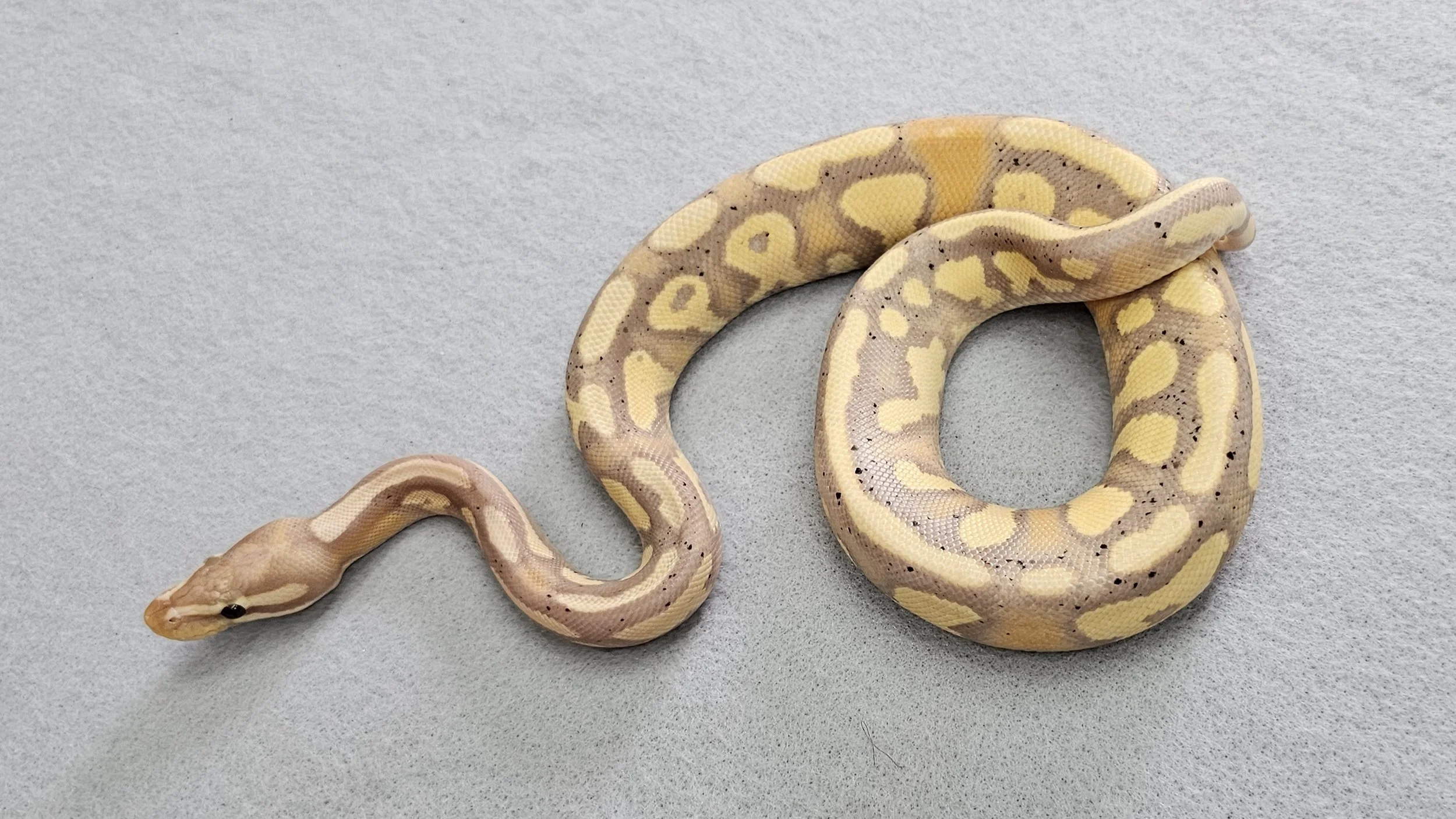 Ball Python Breeder — Thumb Balls Ball Pythons