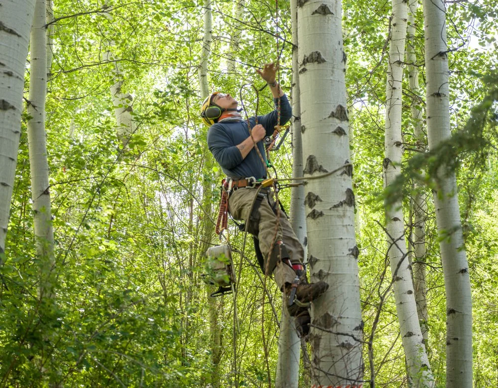 Services — ArborCare Resources