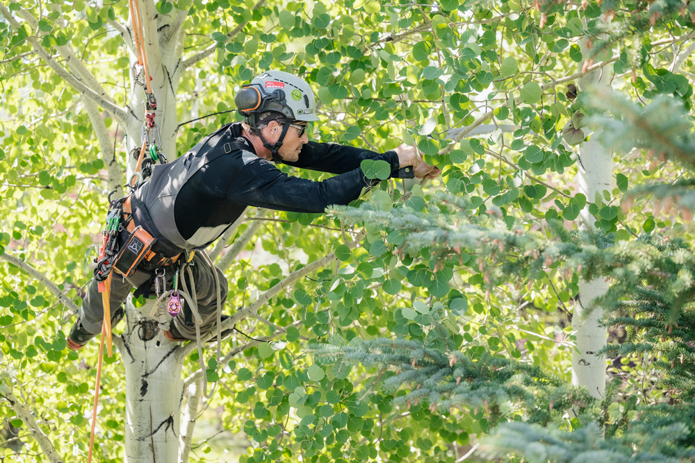 Services — ArborCare Resources