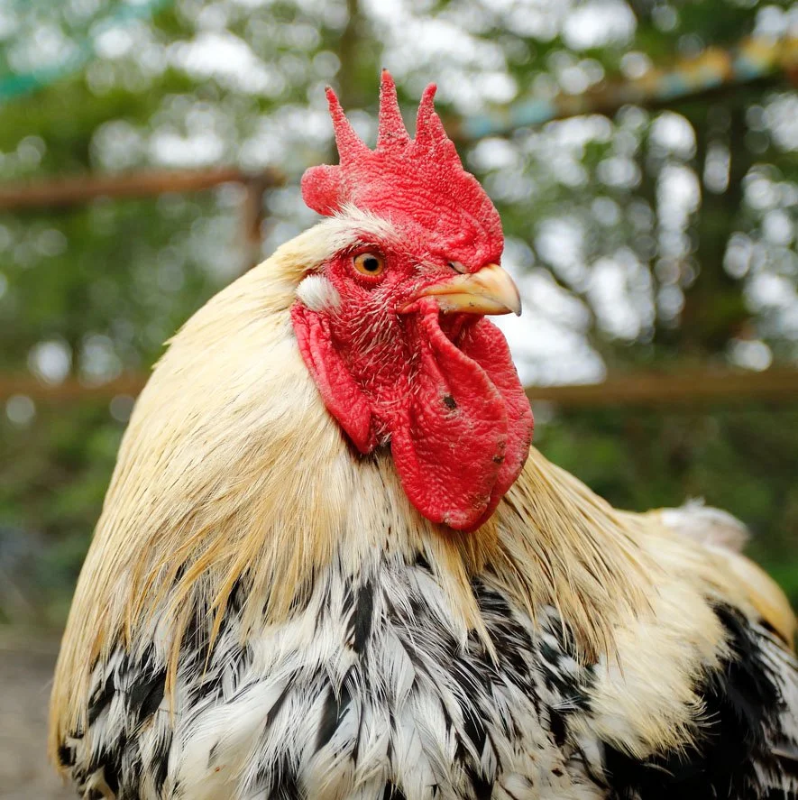 Meet the Animals! — Charlie's Place