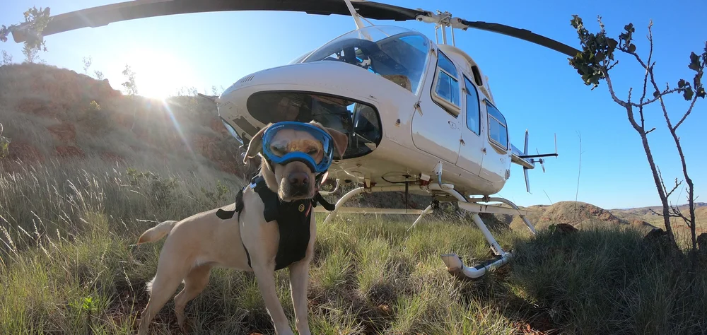 Efficient and cost-effective conservation detection dog solutions for ...