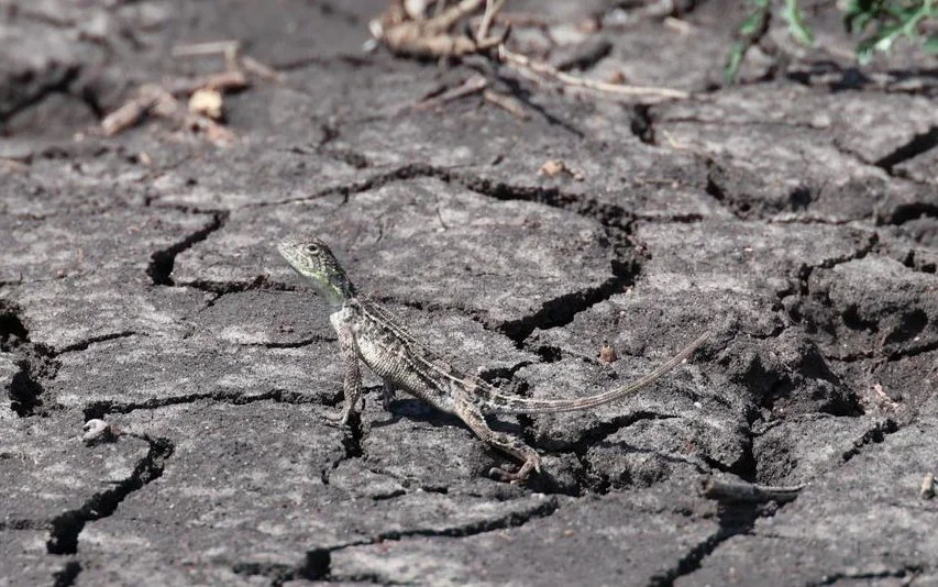 Condamine Earless Dragon — Detection for Good | Conservation Detection ...