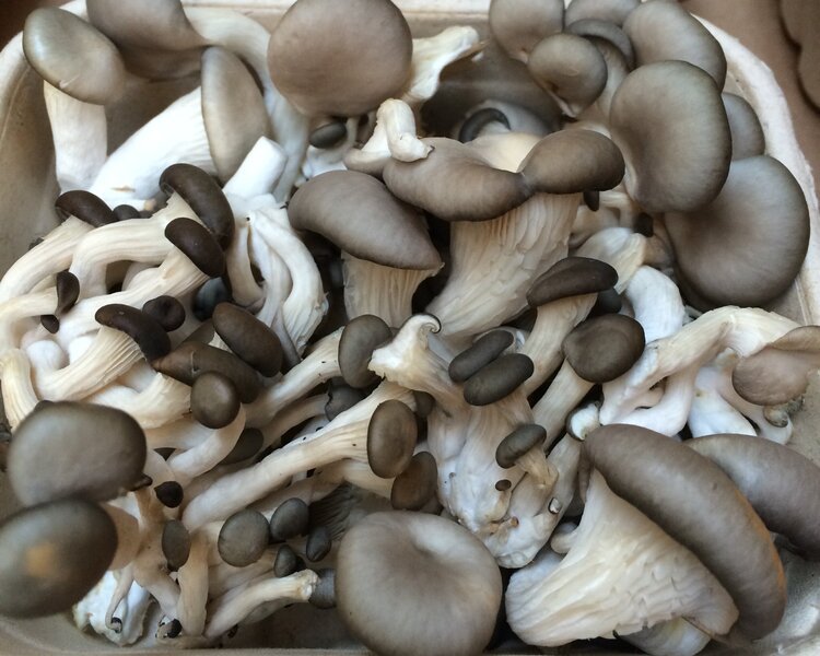 Farm to Table Food - Fun Guy Market