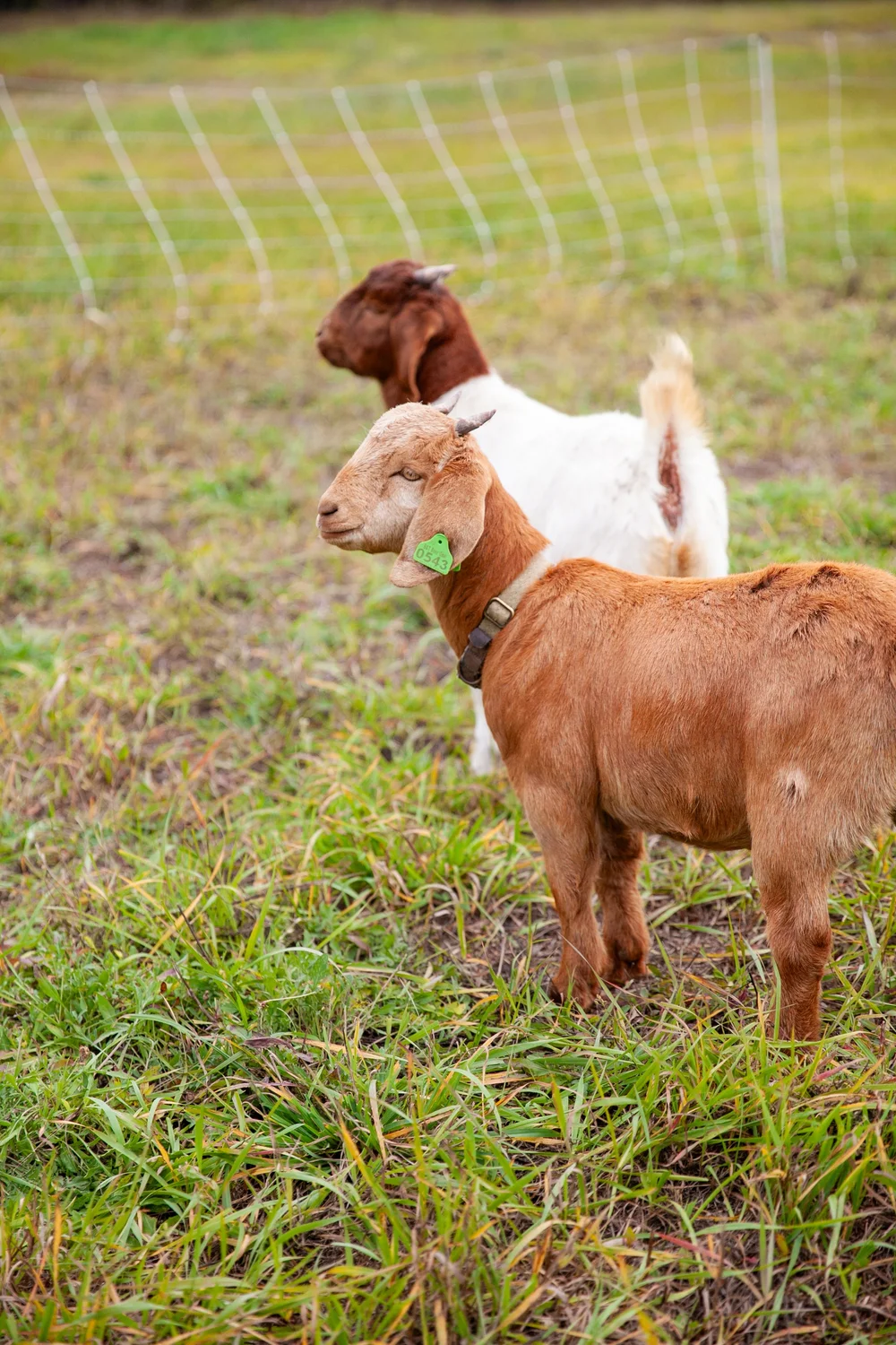 About — NanBop Farm