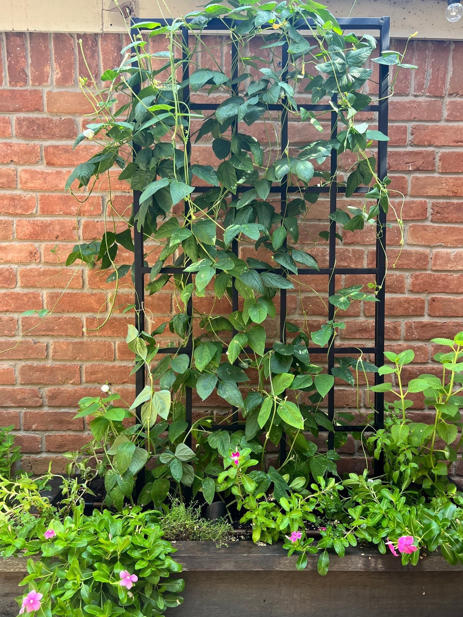 Ruth Panel Trellis Monarch Garden Company