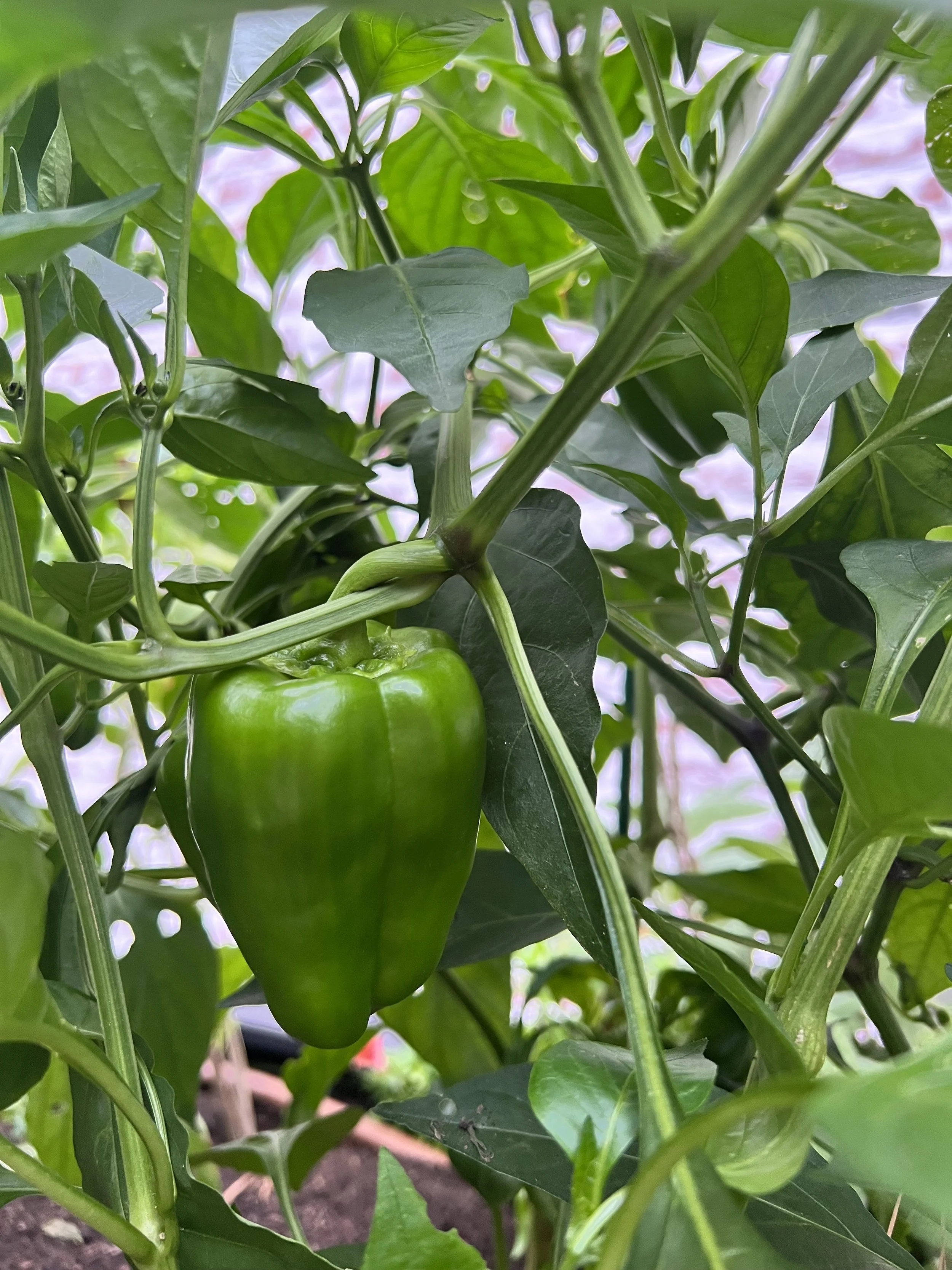 Houston’s Pepper Guide — monarch garden company