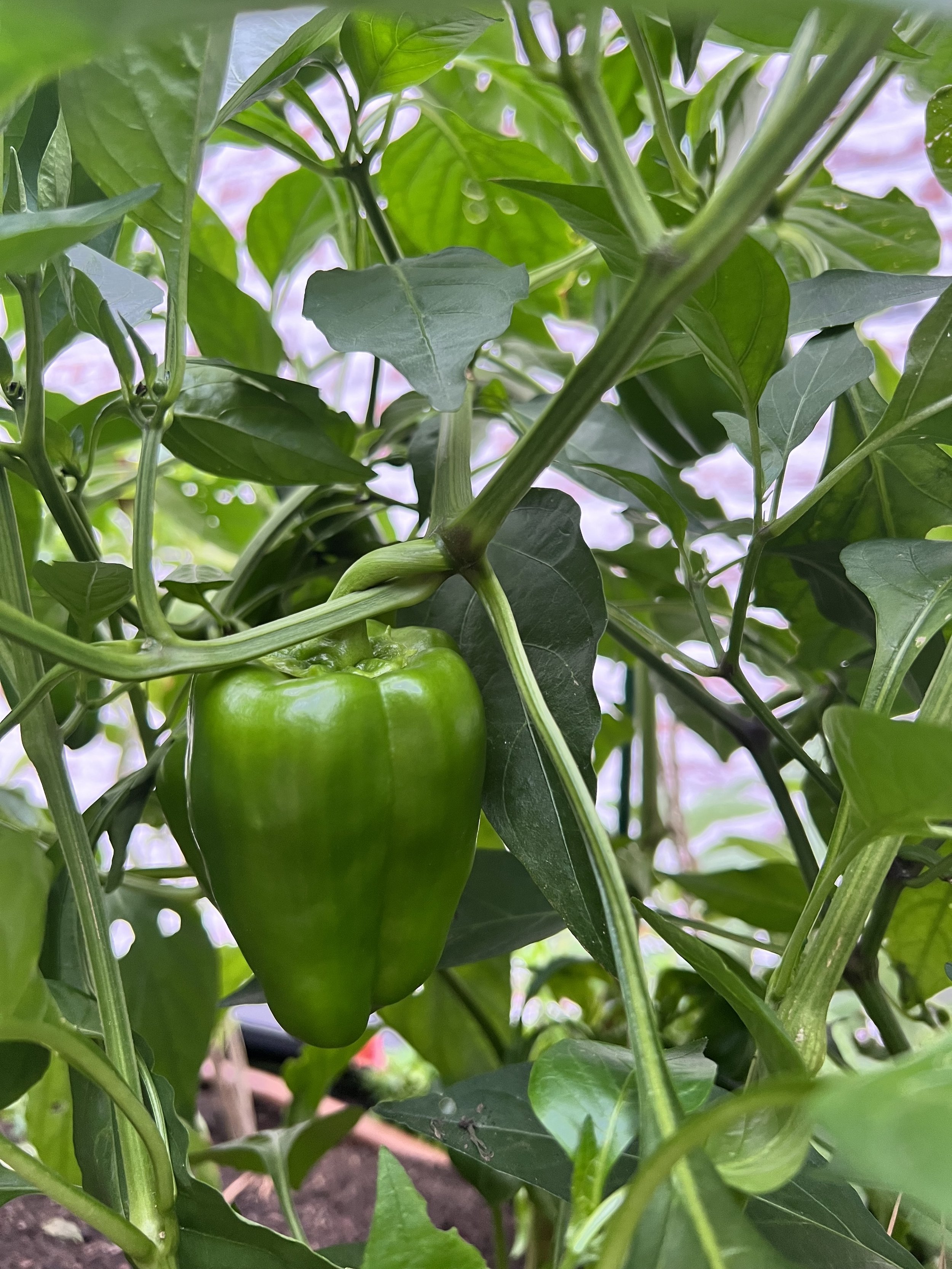 Houston’s Pepper Guide — monarch garden company