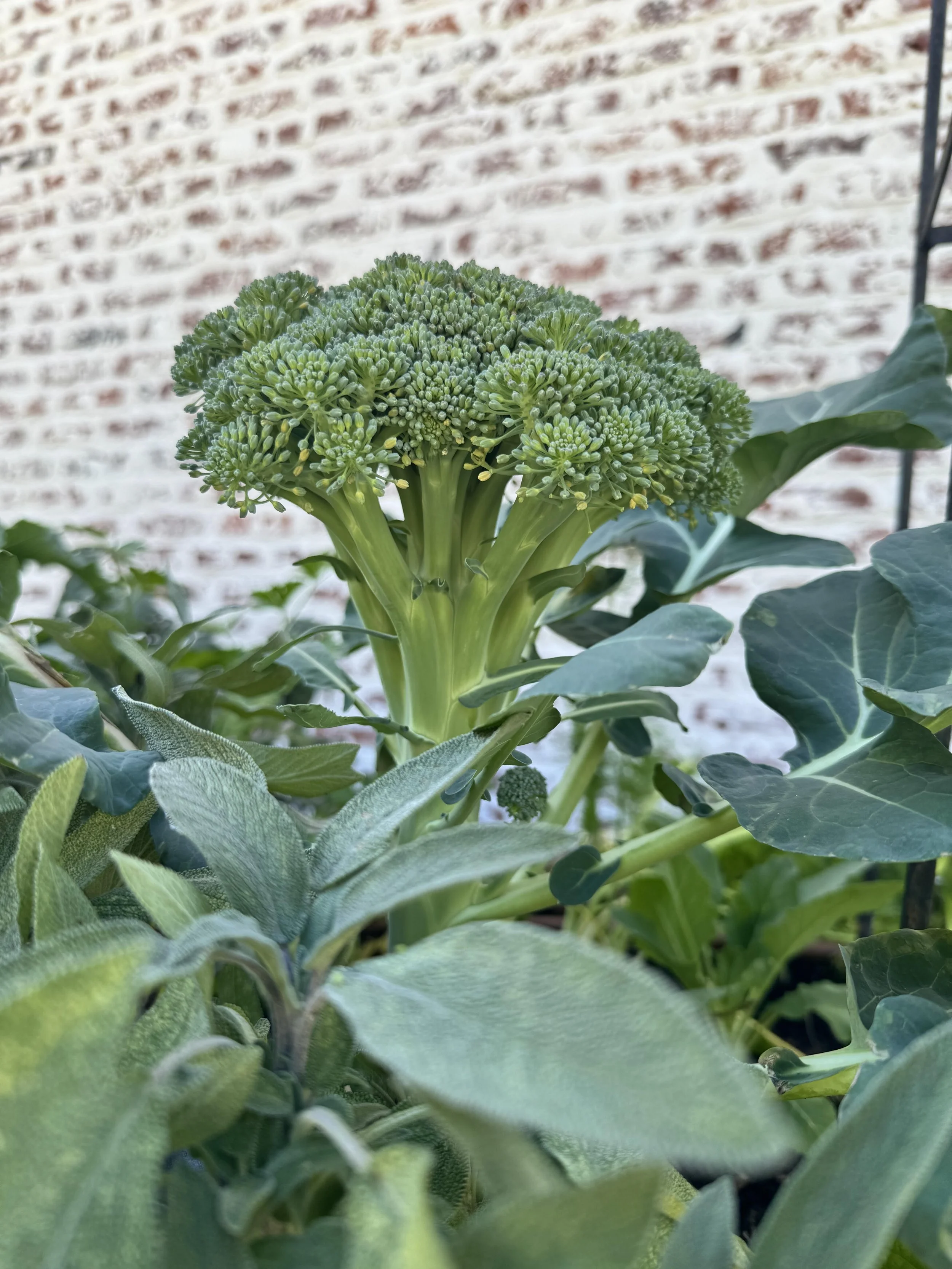 monarch garden company
