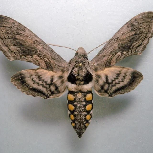 Hornworms and Tomato Plants — monarch garden company