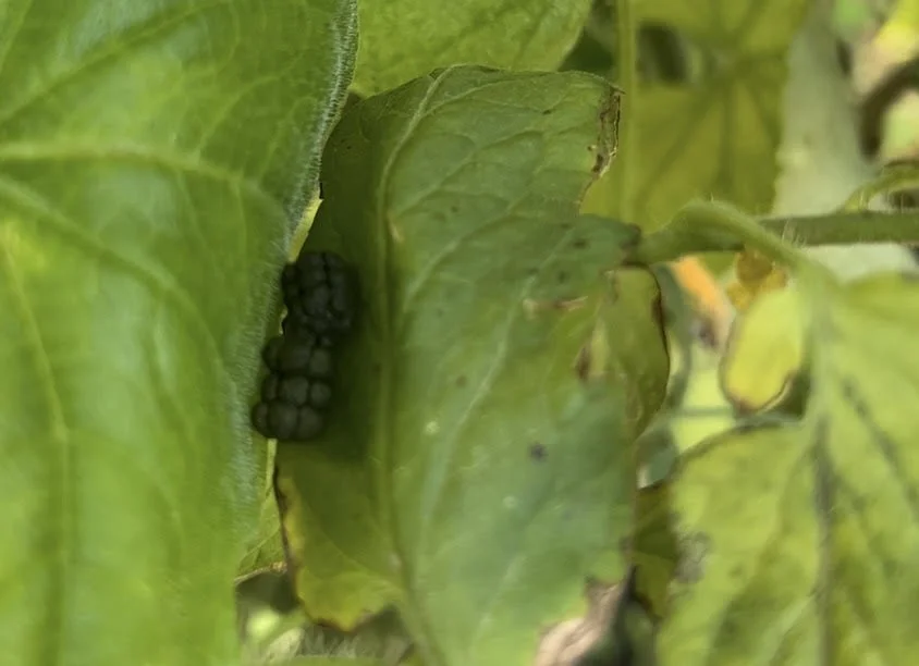 Hornworms and Tomato Plants — monarch garden company