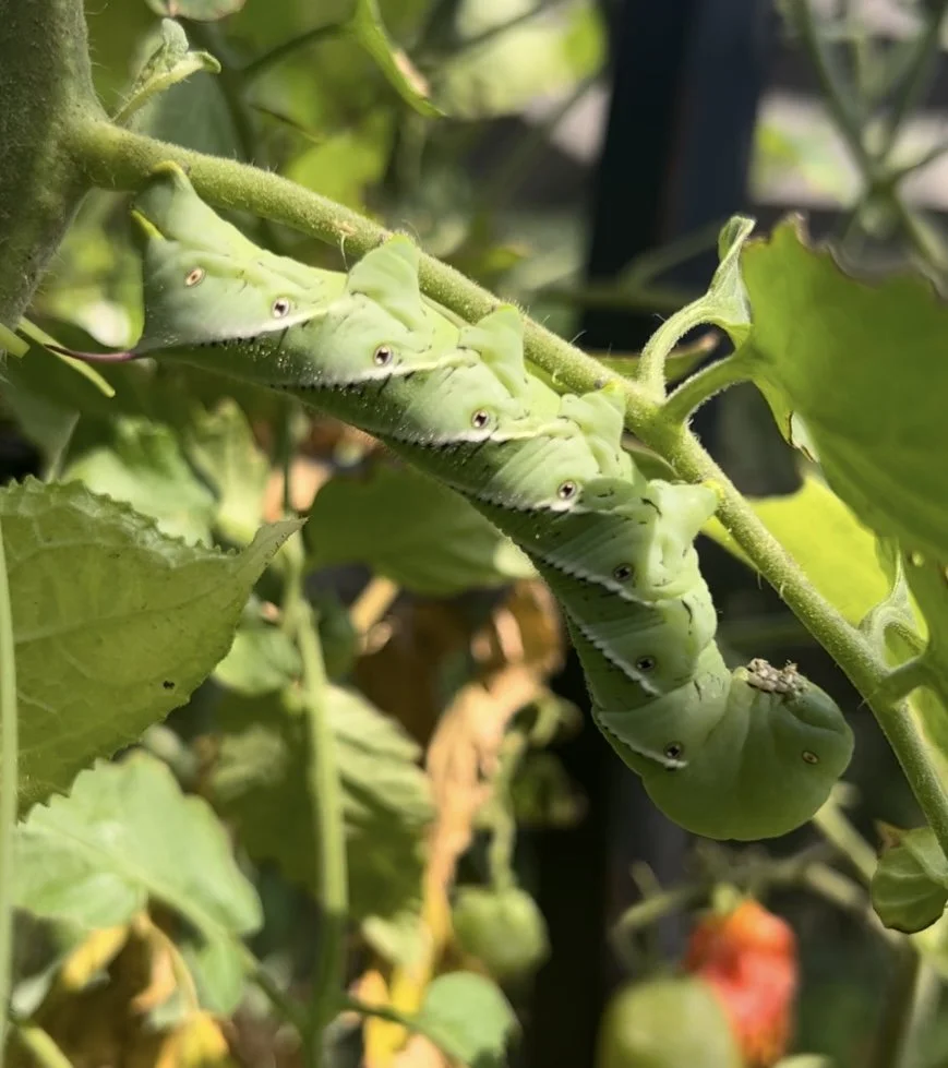 Hornworms and Tomato Plants — monarch garden company