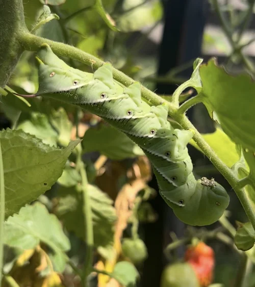 Hornworms and Tomato Plants — monarch garden company