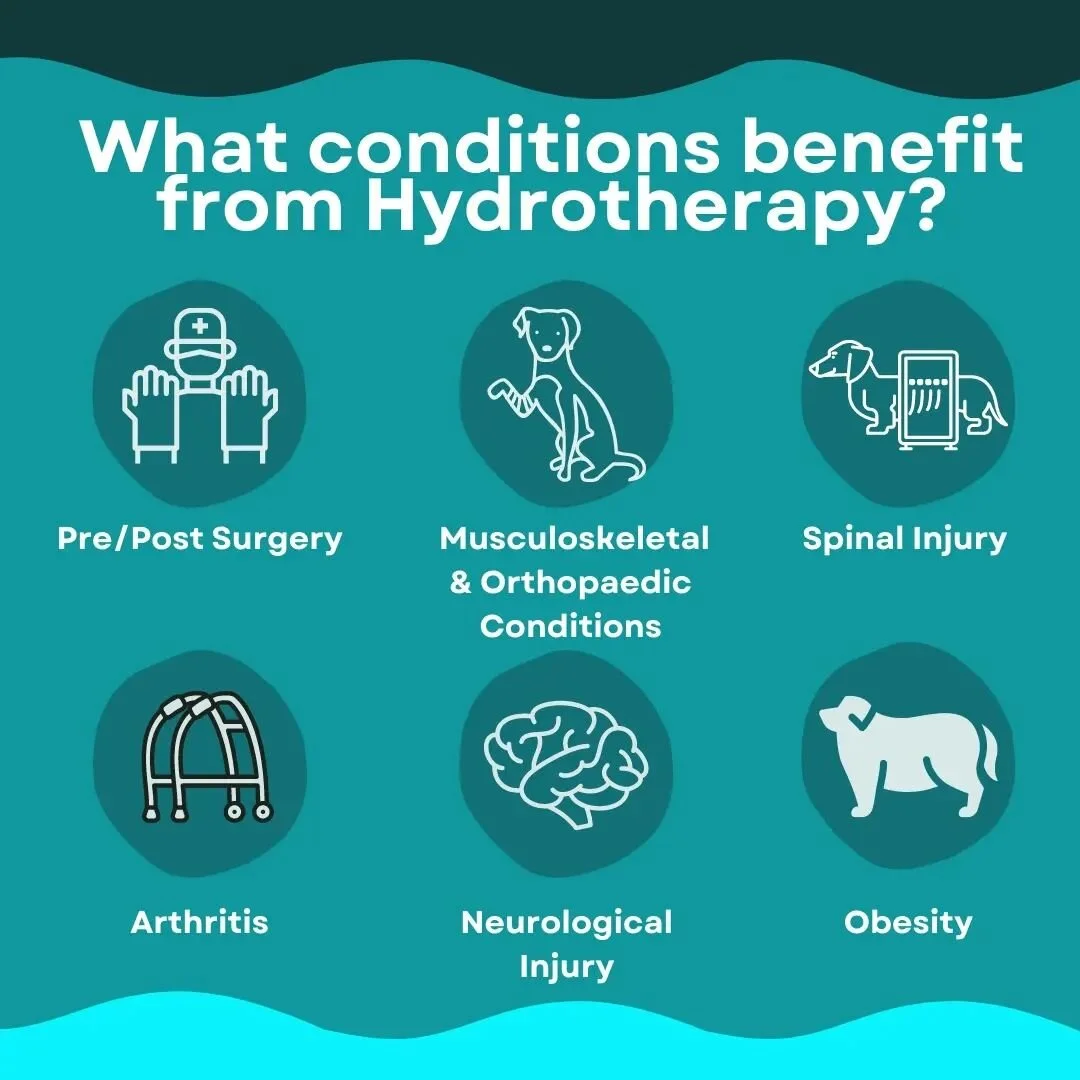 What Is Hydrotherapy? — Hydro Hounds