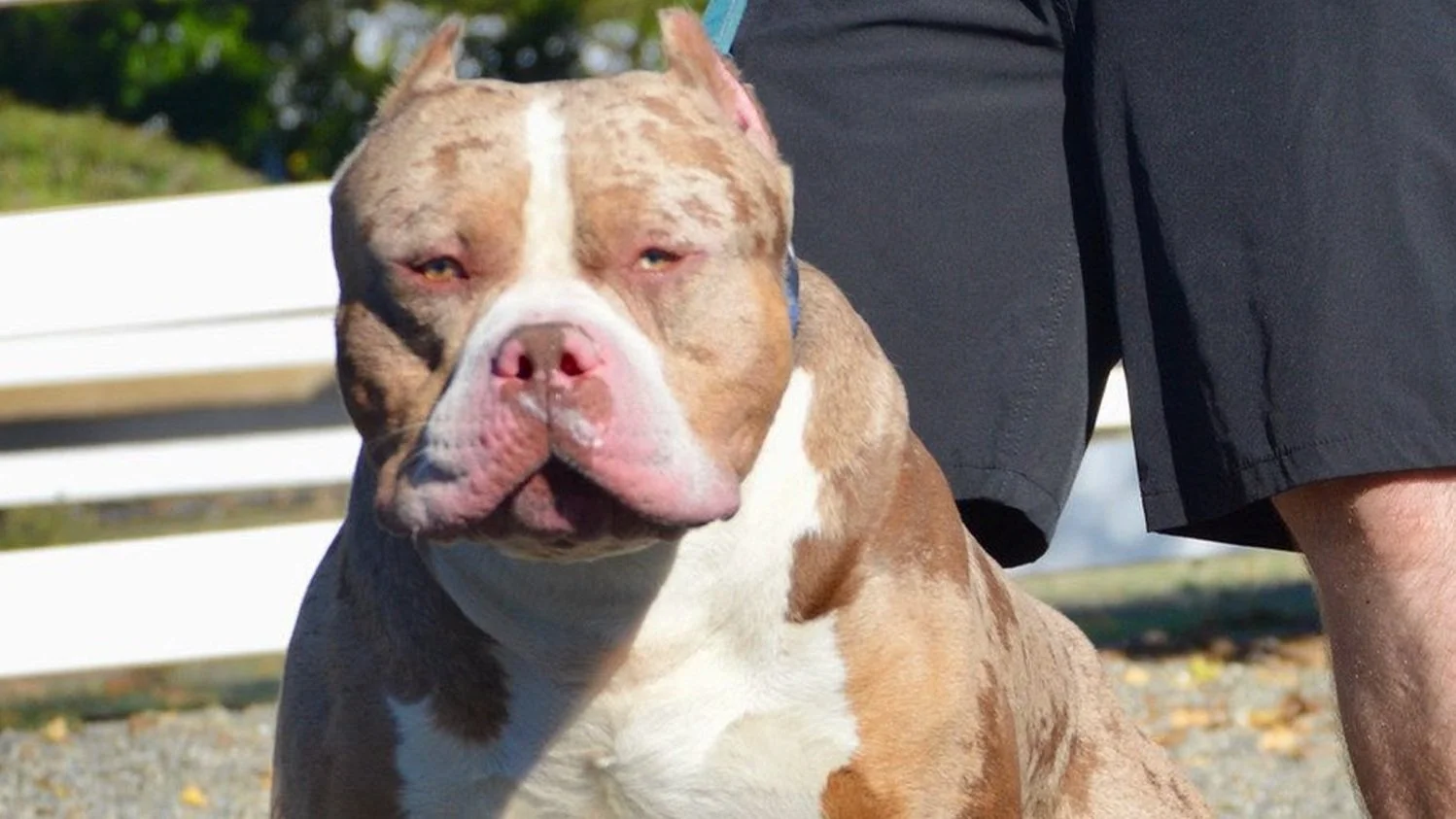 Royal Red Bullies Sudoku — Royal Red Bullies