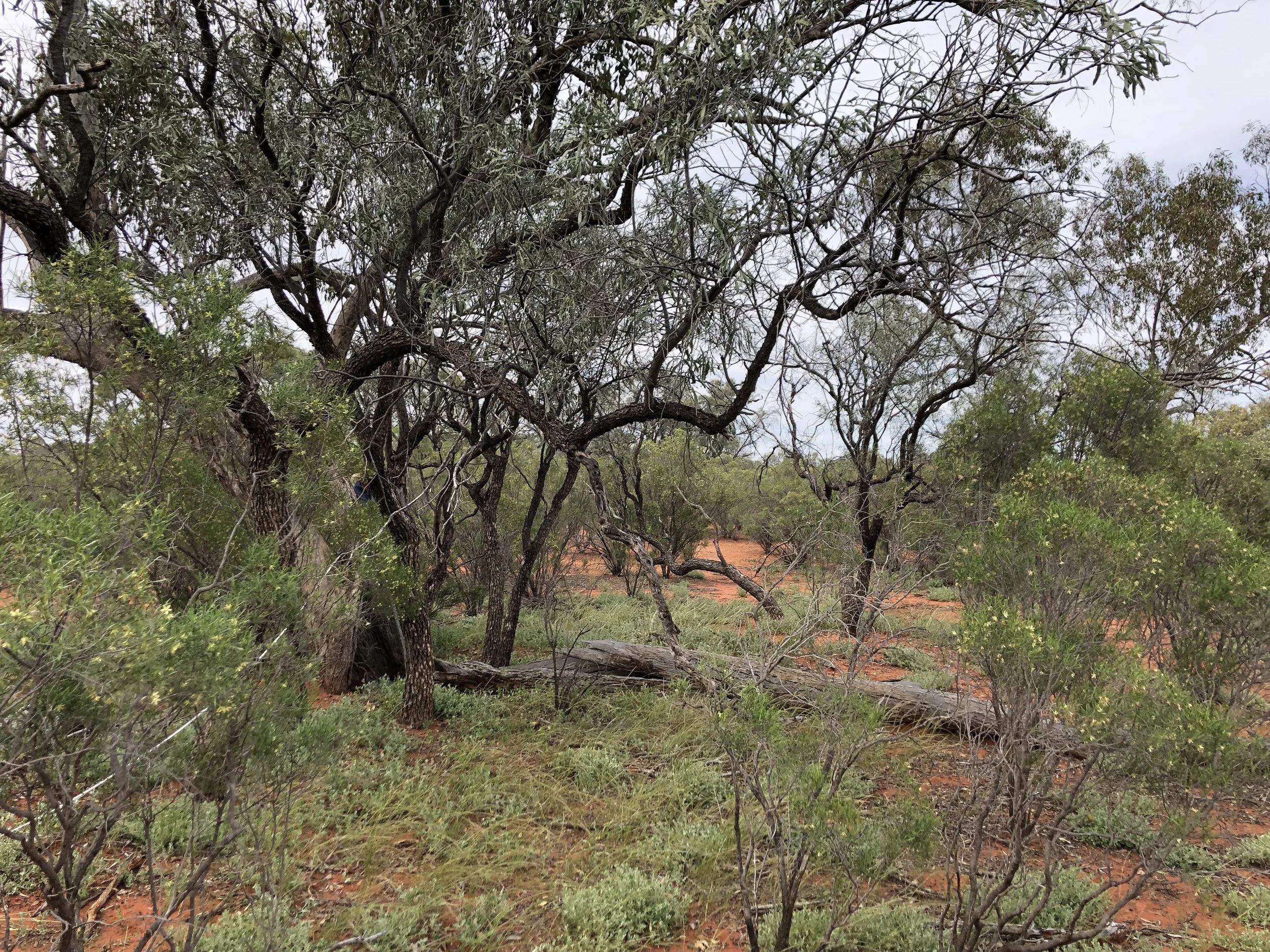 AU00019 - Argyle NaturePlus - Certified — Accounting for Nature