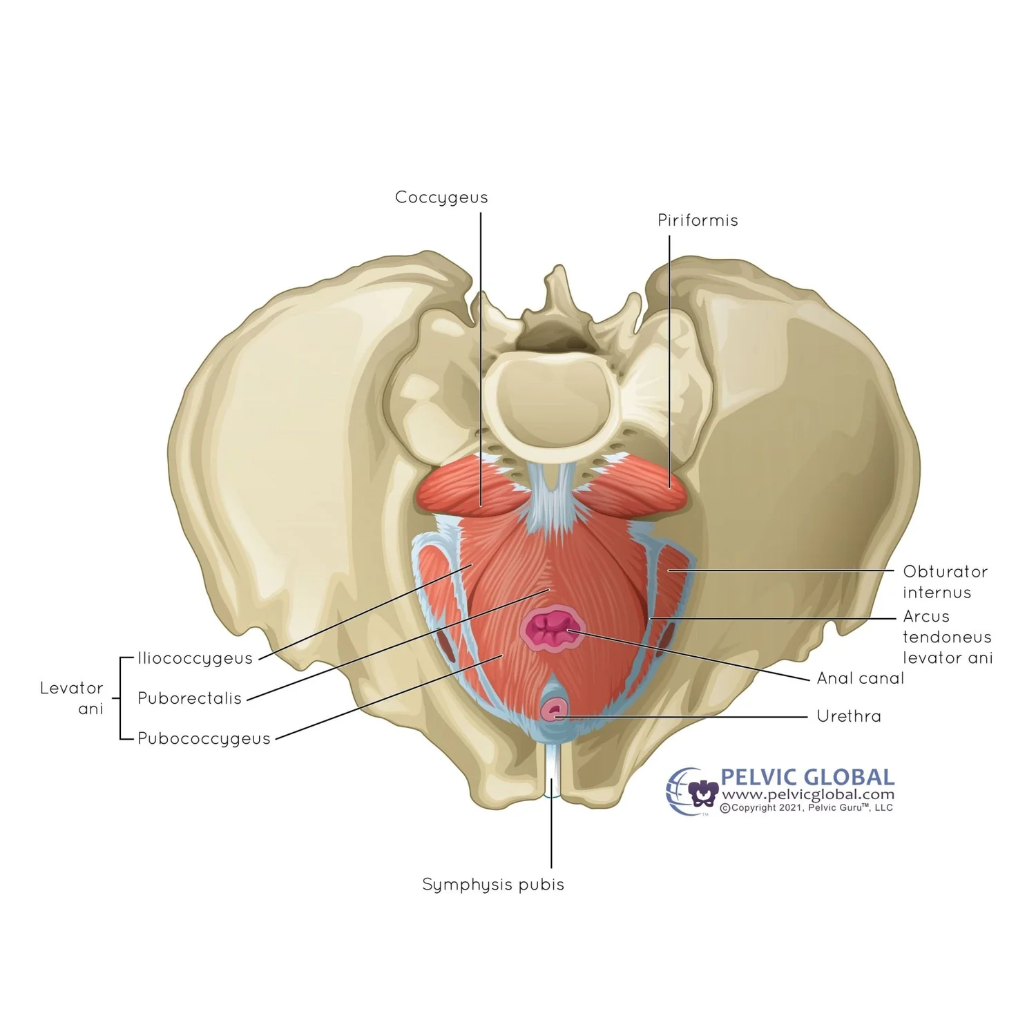 Hip Pain and Your Pelvic Floor Muscles — Radiance Physical Therapy