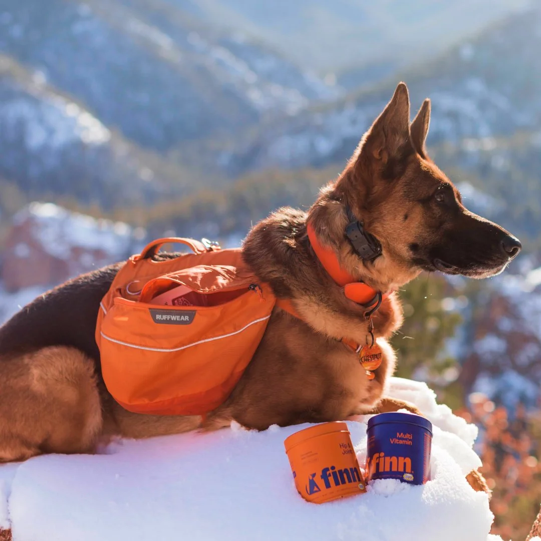 The Good Dog Dispatch by Finn