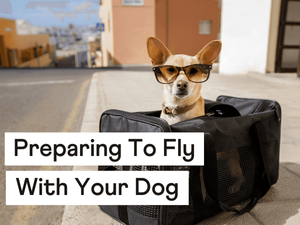 Preparing To Fly With Your Dog — Sidekick by Finn