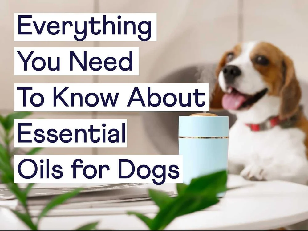 Everything You Need To Know About Essential Oils for Dogs — Sidekick by ...