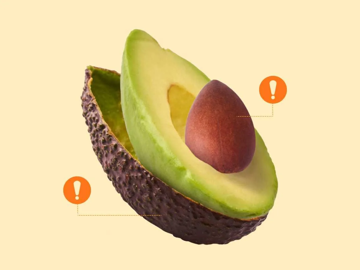 Can Dog Eat Avocado & Avocado Oil? — Sidekick by Finn