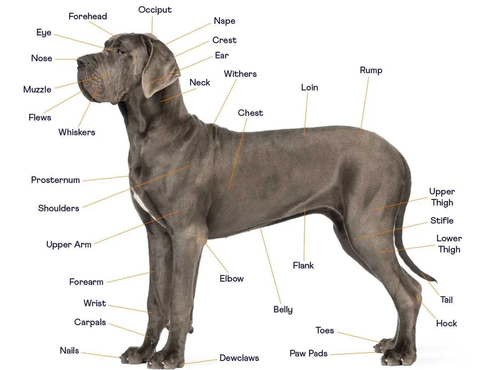 The Ultimate Dog Anatomy Guide 2022 — Sidekick by Finn