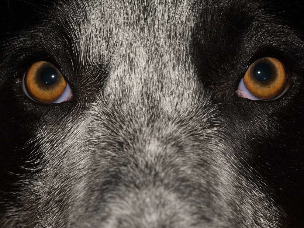 How to tell when your dog might be about to bite — Sidekick by Finn