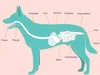 The Ultimate Dog Anatomy Guide 2022 — Sidekick by Finn