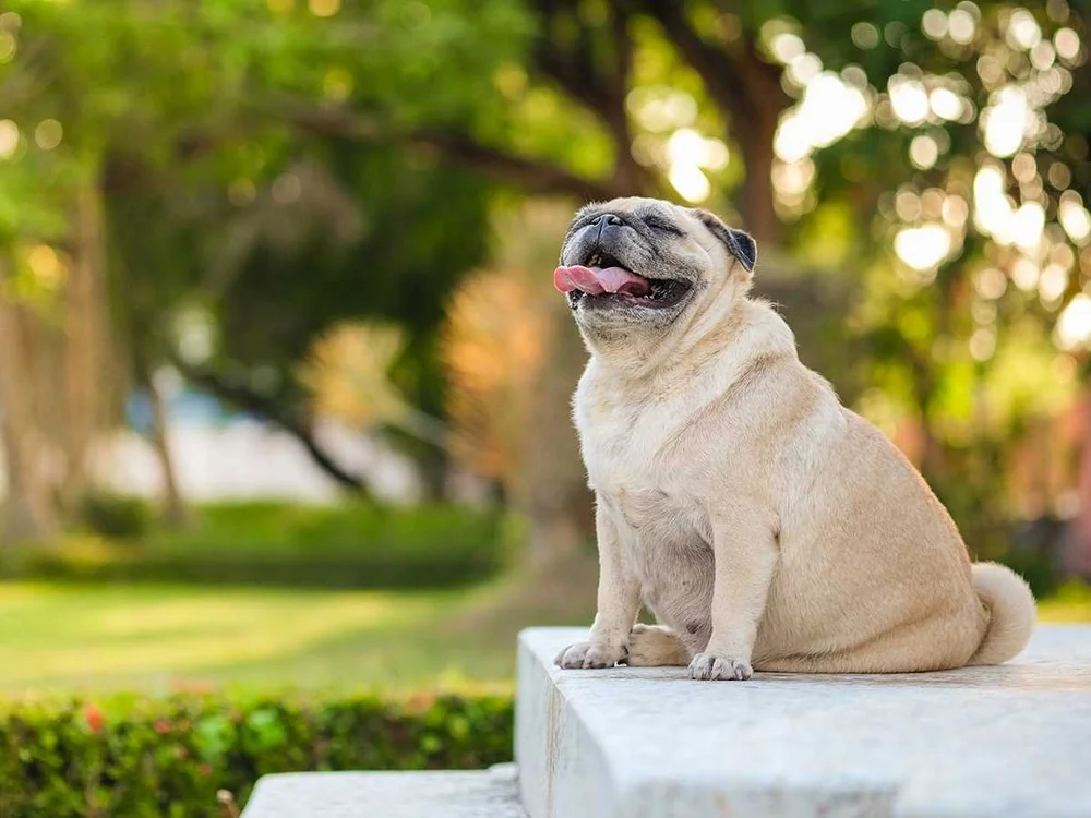 Pancreatitis in Dogs: Causes, Diagnosis & Treatments — Sidekick by Finn