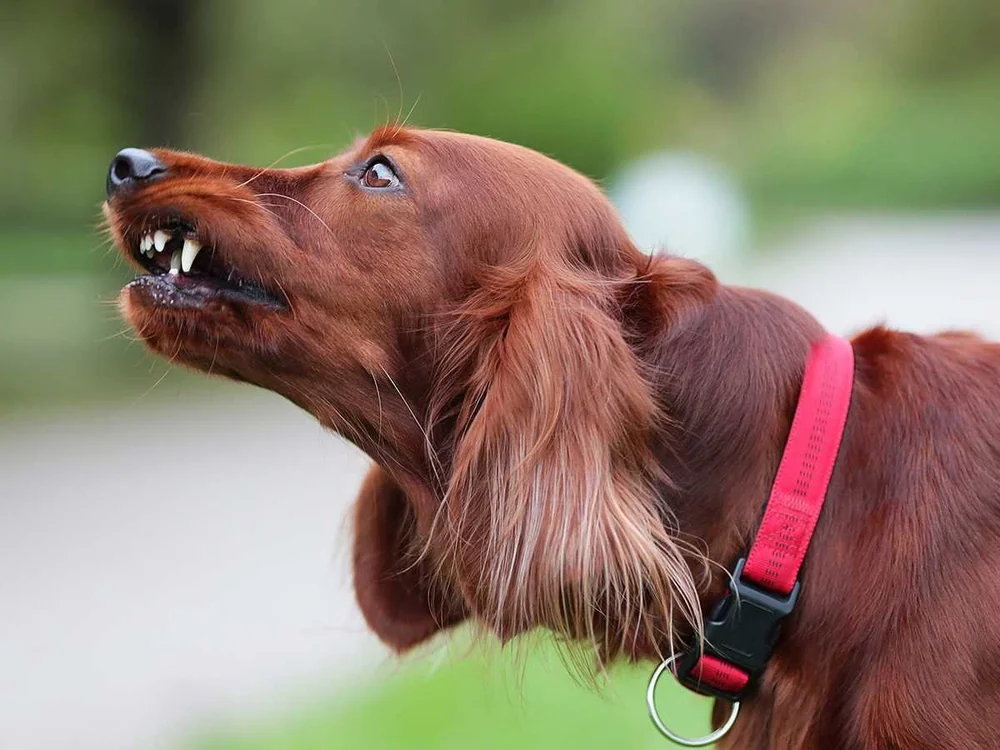 How to tell when your dog might be about to bite — Sidekick by Finn