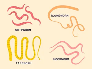 Worms In Dogs: Causes, Diagnosis & Treatments — Sidekick by Finn