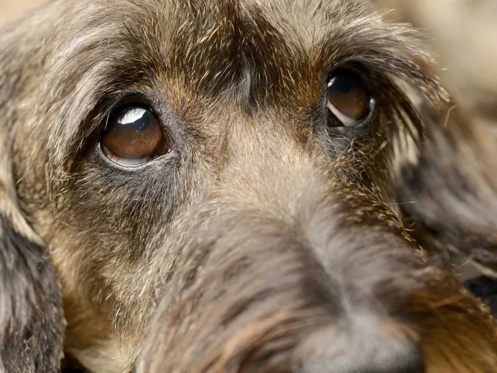 Dog Body Language: Understanding Your Dog — Sidekick by Finn