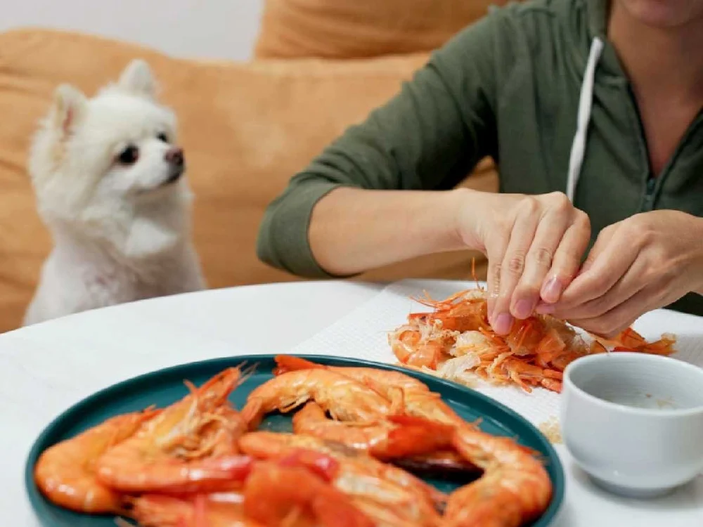 Can Dogs Eat Shrimp? All You Need To Know... — Sidekick by Finn
