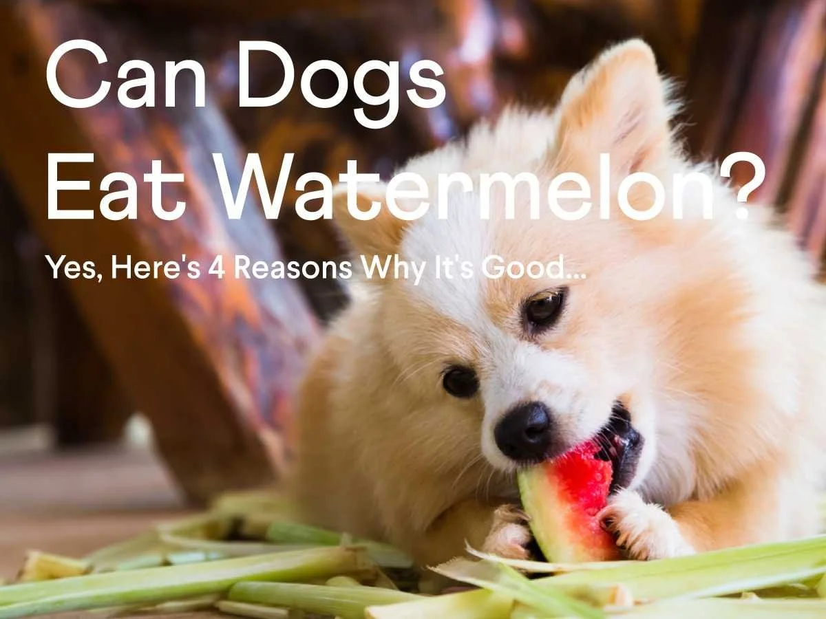 Can Dogs Eat Watermelon: 4 Benefits of Watermelon — Sidekick by Finn