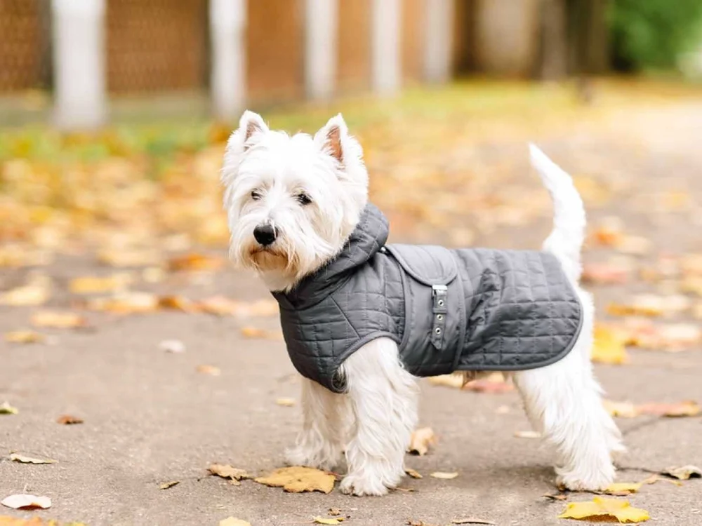 An In-Depth Guide on Ideal Temperature for Dogs — Sidekick by Finn