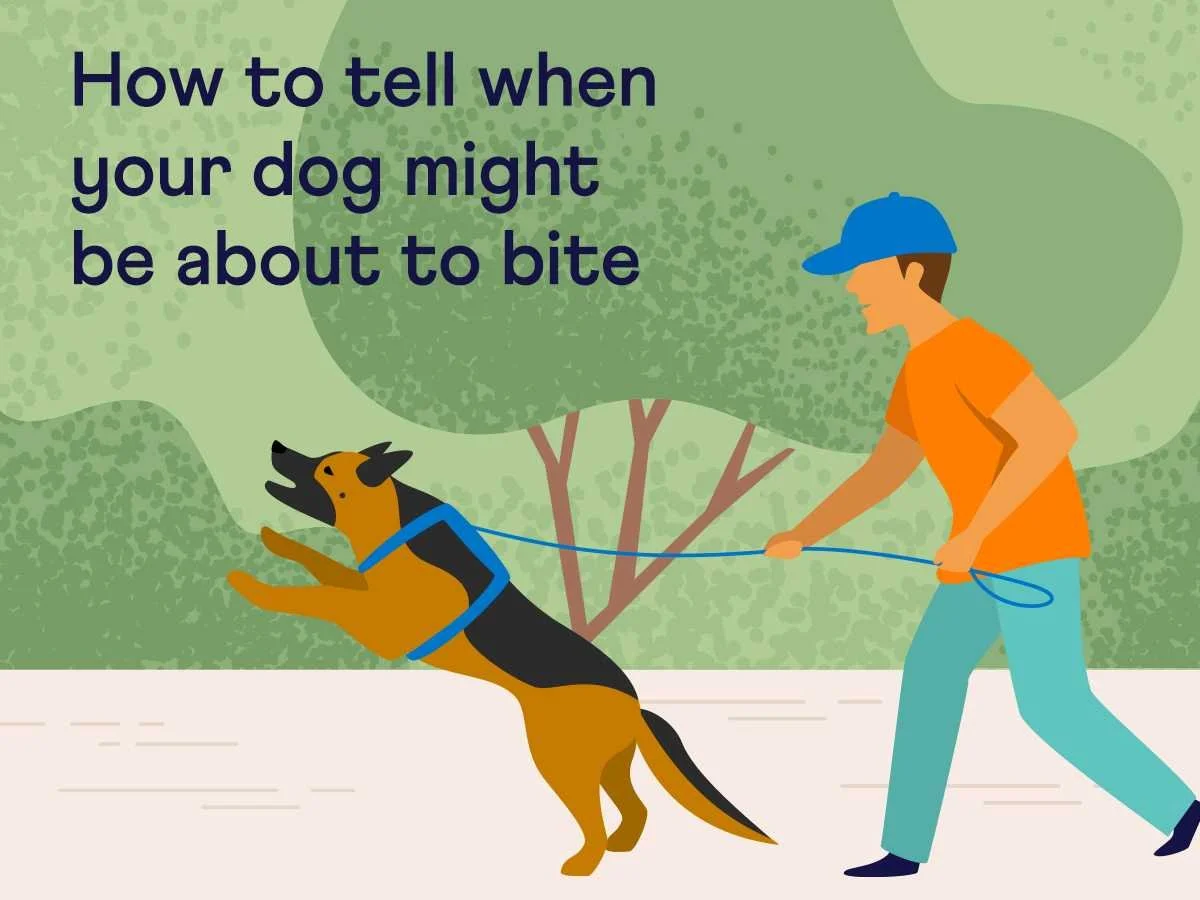 How to tell when your dog might be about to bite — Sidekick by Finn