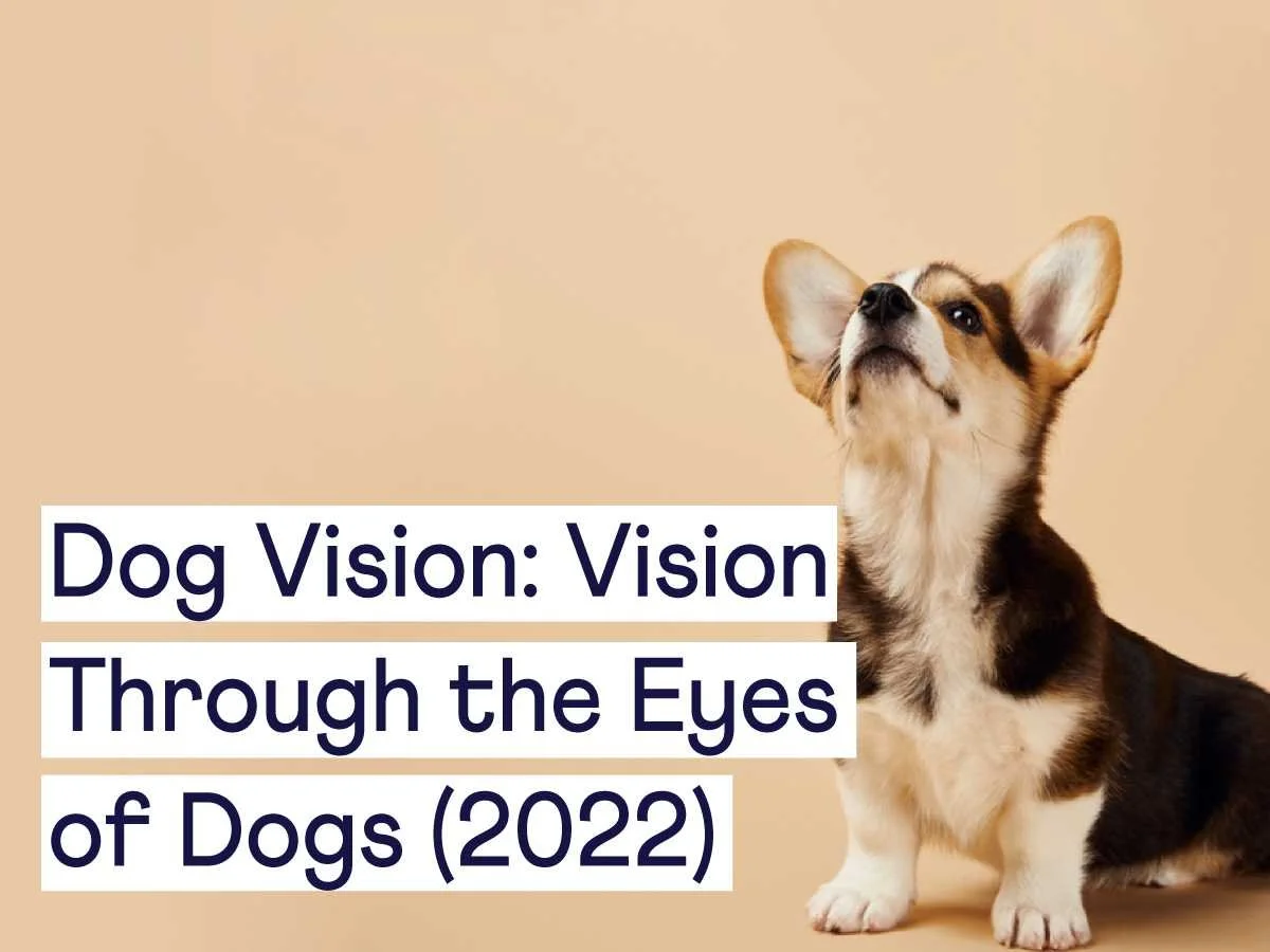 Dog Vision: Vision Through the Eyes of Dogs (2022) — Sidekick by Finn