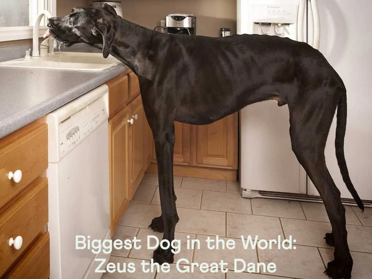 Biggest Dog in the World: Zeus the Great Dane — Sidekick by Finn