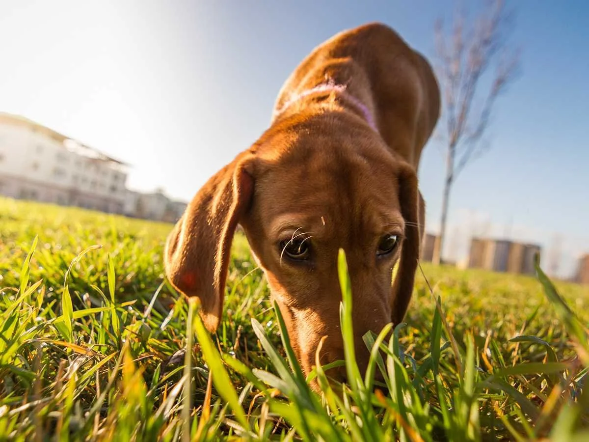 The Ultimate Dog Anatomy Guide 2022 — Sidekick by Finn