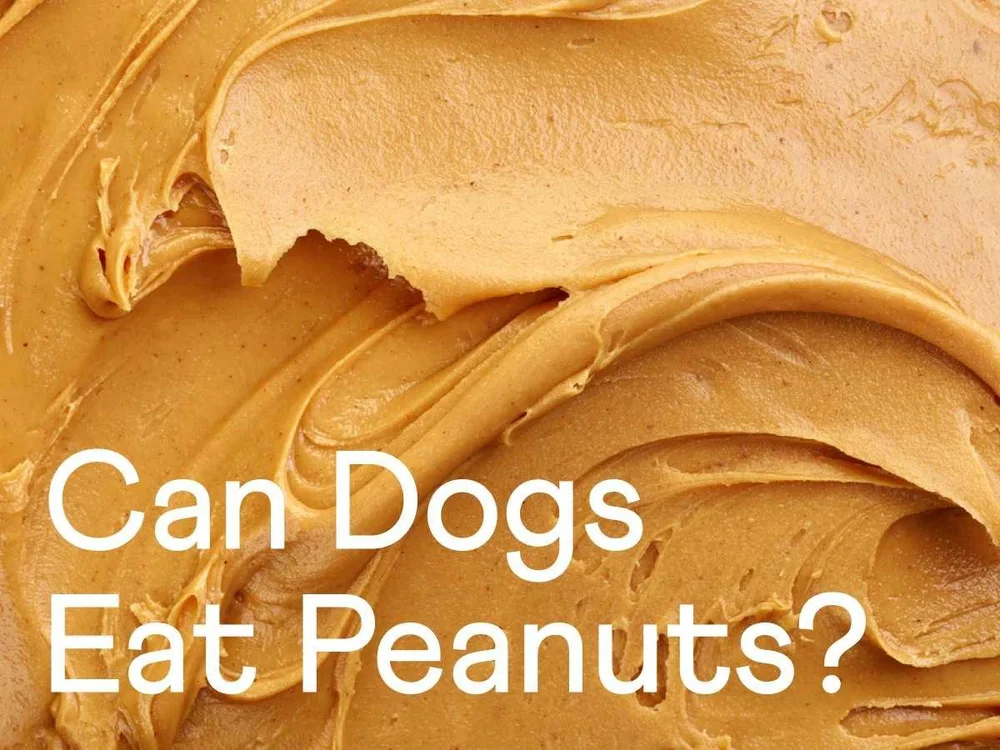 Can Dogs Eat Peanuts: Are Peanuts Safe For Dogs? — Sidekick by Finn