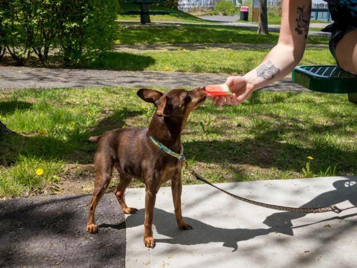 Can Dogs Eat Watermelon: 4 Benefits of Watermelon — Sidekick by Finn
