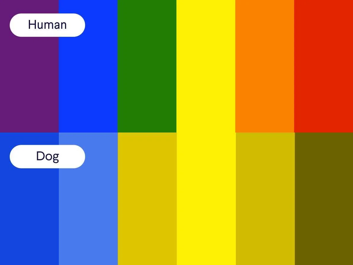 Dog Vision: Vision Through the Eyes of Dogs (2022) — Sidekick by Finn