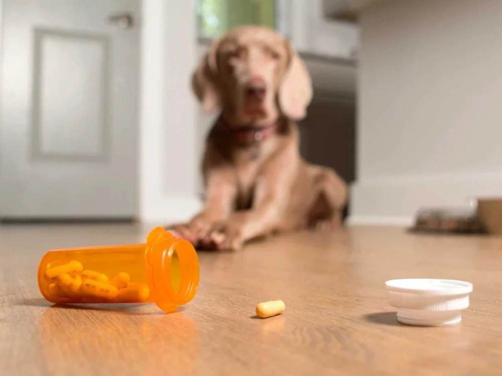 An In-Depth Guide on Ideal Temperature for Dogs — Sidekick by Finn