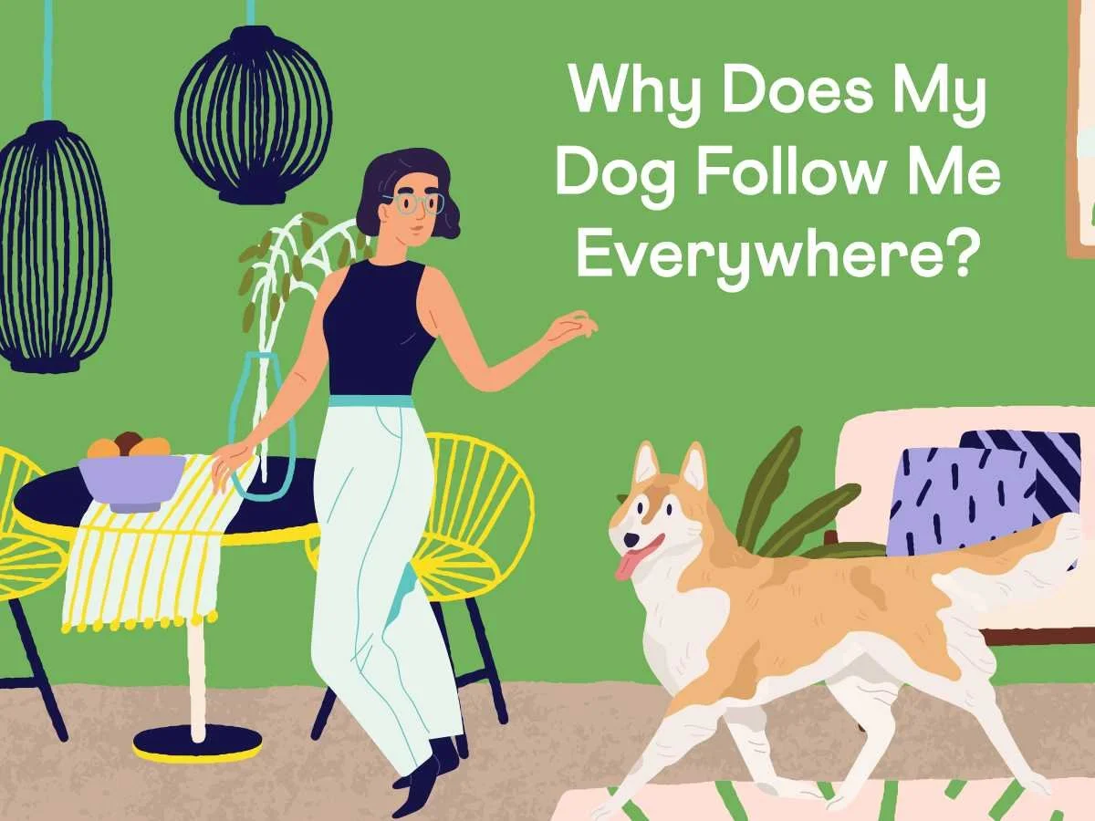 Why Does My Dog Follow Me Everywhere? — Sidekick by Finn