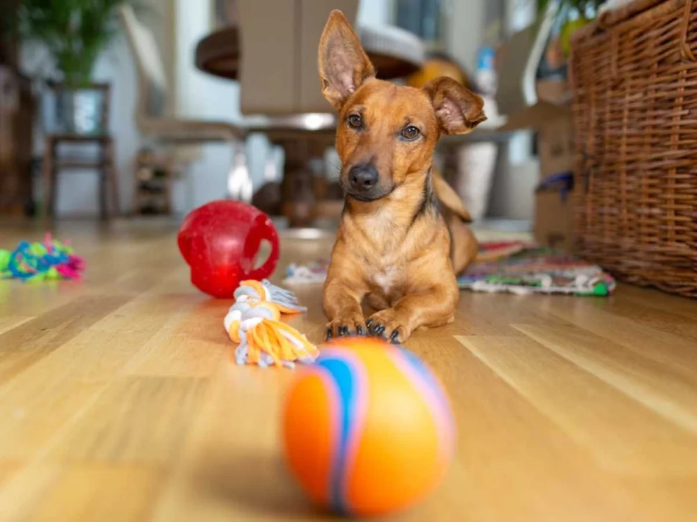 Dog Vision: Vision Through the Eyes of Dogs (2022) — Sidekick by Finn