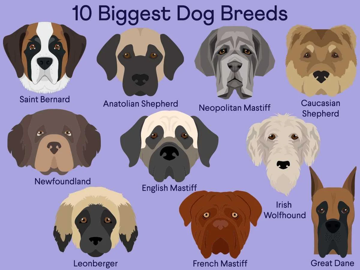 Biggest Dog in the World: Zeus the Great Dane — Sidekick by Finn